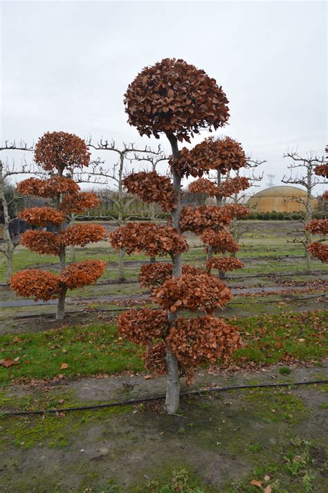 Cloud Pruned Trees Gallery Valley Plants