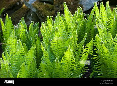 Natur Fern Fern Fern Fern Hi Res Stock Photography And Images Alamy