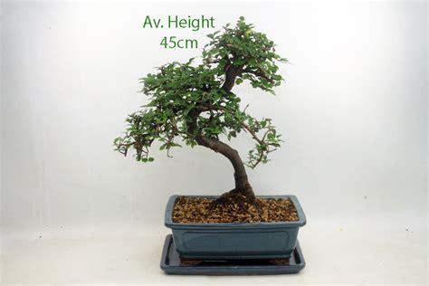 Large Chinese Elm Bonsai Tree Blue Rectangle Pot And Tray All Things