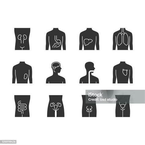 건강한 인간의 장기 문말 아이콘 세트 좋은 건강에 목과 폐 작동 심장 건강에 좋은 간 내부 신체 부위가 양호한 모양입니다 실루엣 기호입니다 벡터 절연 그림 간 내부 기관에