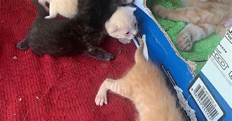 A Flock Of Kittens Album On Imgur