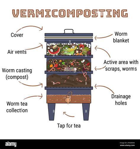 Infographie Sur Le Vermicomposter Composants De Vermicomposter