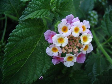 Umbelanterna Or Lantana Camara Plant With Colorful Orange And Yellow
