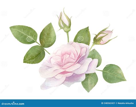 Hand Drawn Watercolor Pink Rose Flowers Bouquet Stock Illustration