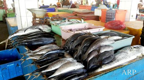SEPUTAR OLAHRAGA Berburu Ikan Di TPI Sendang Biru Malang Selatan