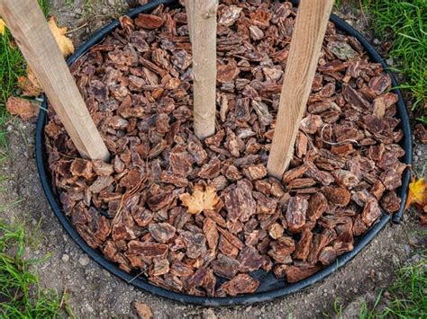 Tips For Mulching Around New Trees And Shrubs
