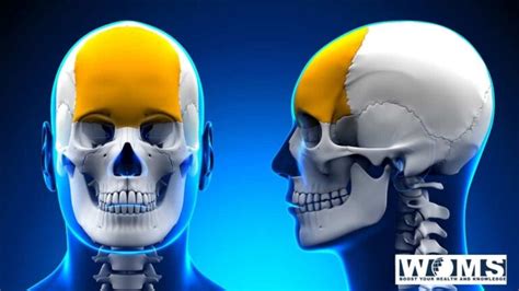 The Smallest Bone In Human Body Woms