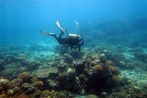 Gallery Coral Cay Conservation