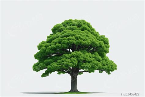 白色背景的树特写高清图片下载 红动中国