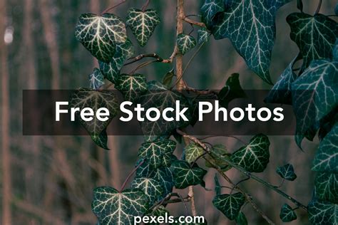 Peaceful Nature Green Background Photos Download The Best Free