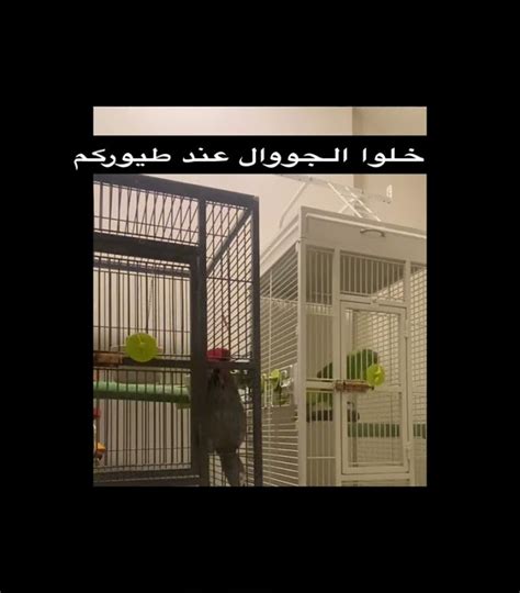 ببغاء يغني يوميات ببغاءيتكلم ببغاء اكسبلور Youtube