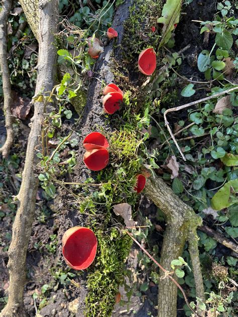ჩვენი სენაკი • Chveni Senaki 📢 საზოგადოებრივი გაერთიანება ჩვენი სენაკის წევრებმა იგორ