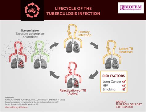 Tuberculosis Bacteria Life Cycle