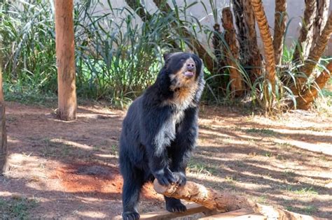 El Oso De Anteojos U Oso Andino Es Una Subespecie Que Habita En