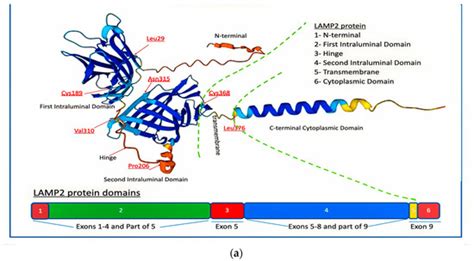 Danon Disease Entire Lamp2 Gene Deletion With Unusual Clinical