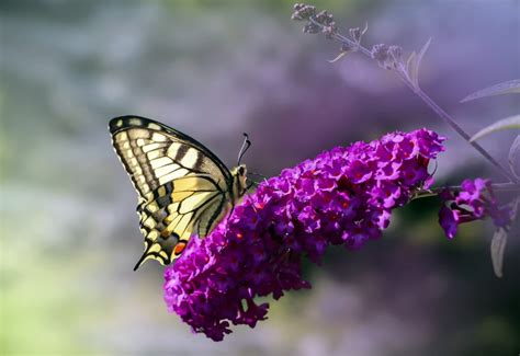 Floral Specialization For Different Pollinators And Divergent Use Of The Same Pollinator Among