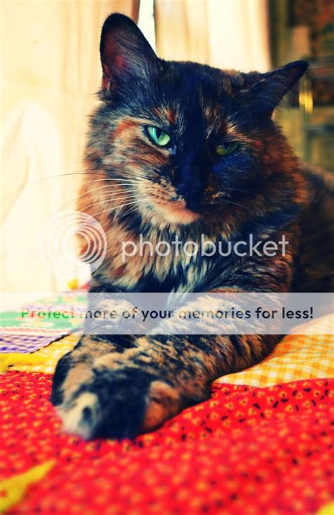 Miss Izzy Pictures Images And Photos Photobucket