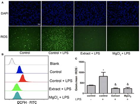Extracts From The Alloy And Mgcl 2 Act As Antioxidants In Macrophages