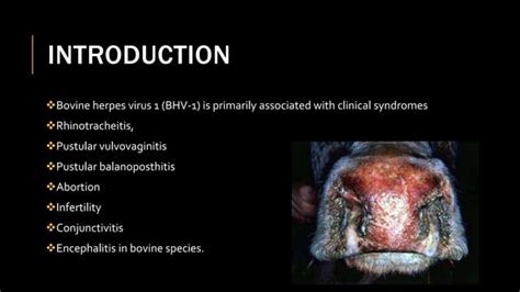 Bovine Herpes Virus 1 Affections Infectious Bovine Rhinotracheitis