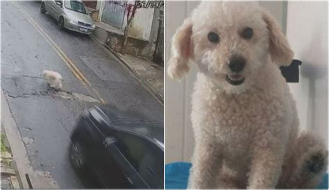 Motorista atropela cachorro e foge sem prestar socorro em São Bernardo