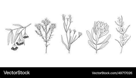 Set Of Hand Drawn Australian Native Flowers Vector Image