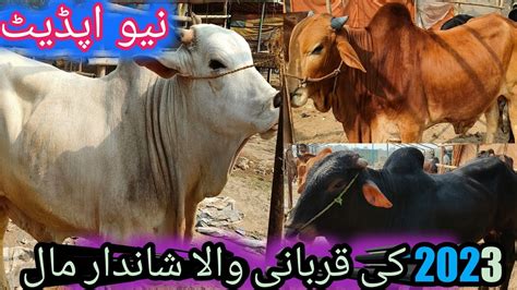 Shahpur Kanjra Mandi Lahore 2023 Cettal Market Update Pardesi