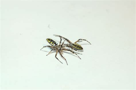 Orb Weaver Fly For Fly Tying