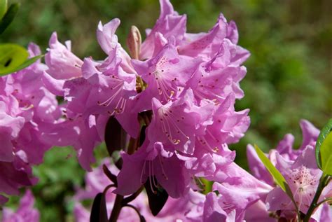 Rhododendron Oreotrephes Oreotrephes Rhododendron Shrubs Rhs
