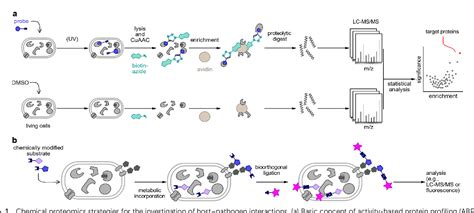 Figure 1 From Monitoring Host Pathogen Interactions Using Chemical Proteomics Semantic Scholar
