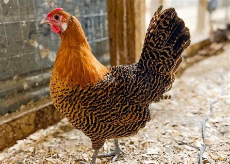 Deathlayer Chicken Breed Everything You Need To Know
