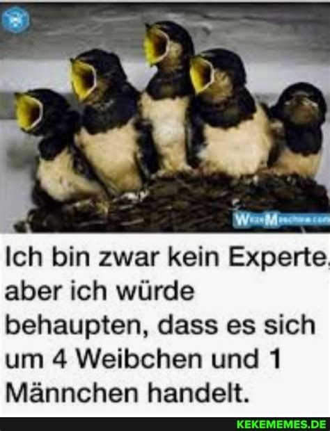 Ich Bin Zwar Kein Experte Aber Ich Würde Behaupten Dass Es Sich Um 4