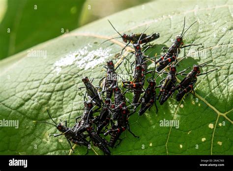 Chromacris Psittacus Nymphs In The Amazonian Forest Species Outside