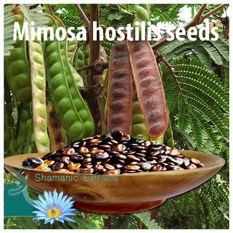 Mimosa Tree Seeds