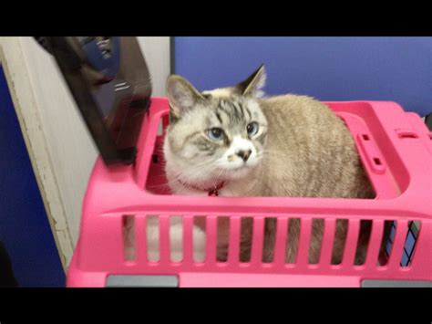おしゃべりな猫ちゃん 御代田町あさま動物病院