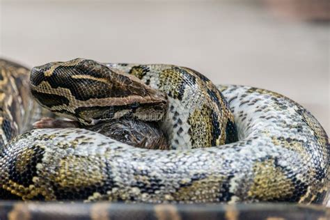 Burmese Python Eating Rabbit