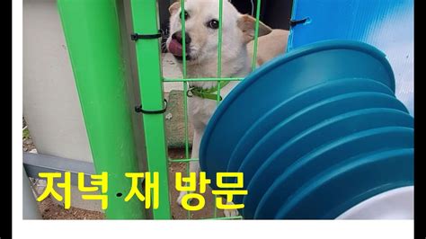 일요일 아침에 공장개랑 놀아주고 갔는데 저녁에 다시 와야만 했던 사연 L 산책 후 집에 들어가기 싫어 사무실 문 앞에서 버티는 공장개를 보면 너무 마음이 아프다 Youtube