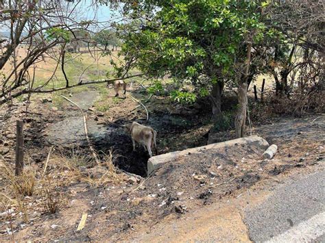 Mineras De Canadá Podrían Estar Tras Devastación De El Farallón