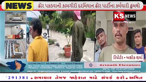 ગોલ્ડન ચોકડી પાસે ઢોર પાર્ટી દ્વારા ઢોર પકડવાની કામગીરી દરમિયાન ઢોર