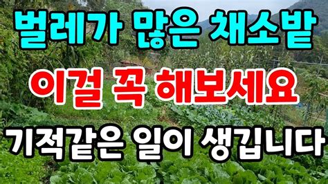 벌레가 많은 텃밭 이 방법 한번 사용해보시면 채소밭 벌레가 싹 사라집니다 청벌레 진딧물 응애퇴치법 친환경배추재배유기농동반