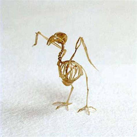 Isaac Steiner Medium