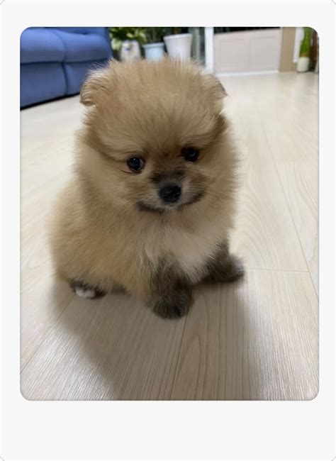 부드럽고 달콤한 홈메이드 밤라떼 만들기 네이버 블로그