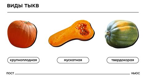 Тыква простые рецепты польза как выбрать