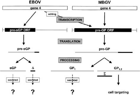Transcription And Expression Strategies Of The Glycoprotein Genes Of