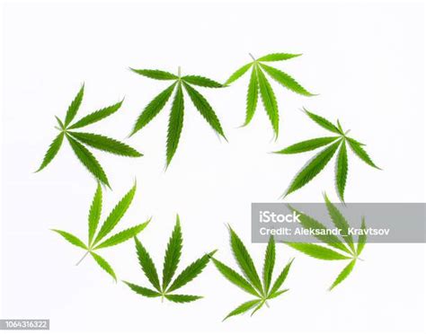 綠色大麻葉 白色背景上的大麻大麻 甘賈葉頂部視圖 圖像壁紙關閉 照片檔及更多 上癮 照片 上癮 健保和醫療 剪裁圖 Istock