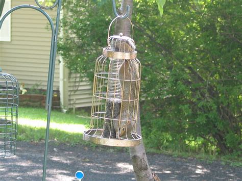 Squirrel Proof Bird Feeders Trees Back Yard Corn How To Garden