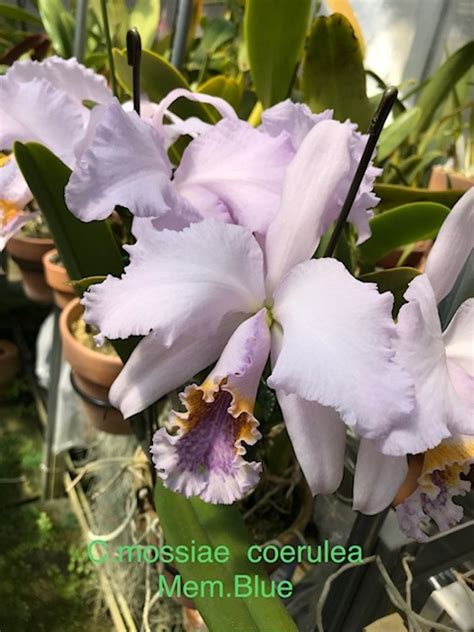 Yahooオークション 洋蘭原種カトレア Cmossiae Erulea Mem Bl