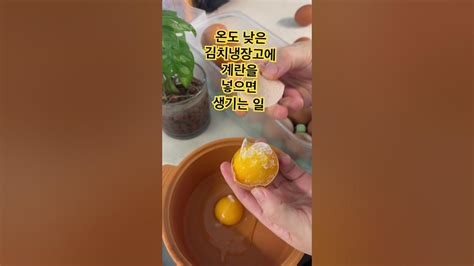 온도 낮은김치냉장고에계란을넣으면생기는 일 계란 두판보관 Youtube