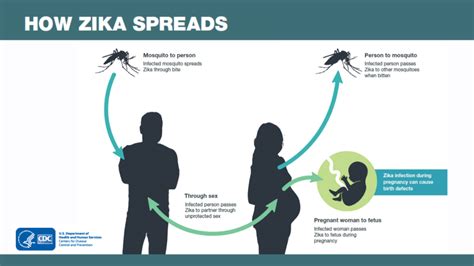 How Zika Spreads Zika Virus Cdc
