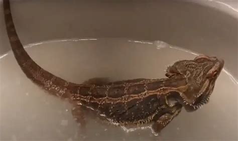 Rankins Dragon Vs Bearded Dragon What Are The Differences