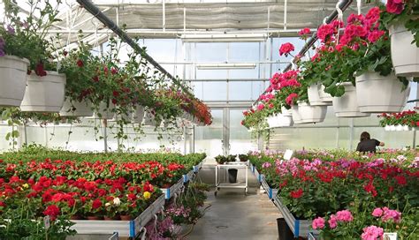 Van Haaster Bloemen Added A New Photo Van Haaster Bloemen